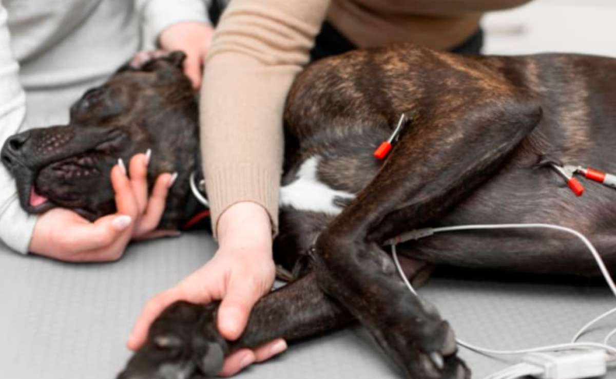 Eletrocardiograma - Atendimento Veterinário | Homevet SP